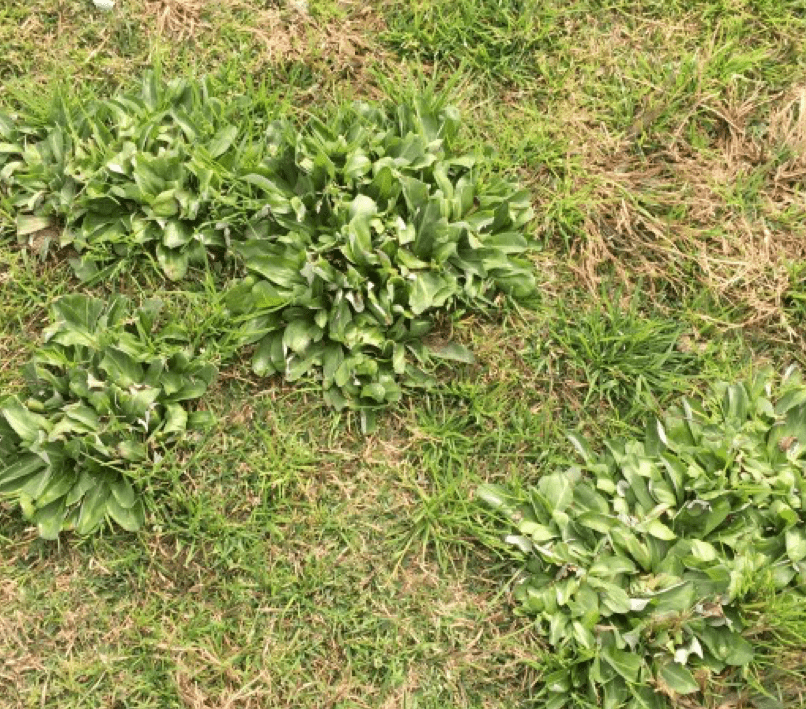 Identifying, Killing & Preventing Summer Weeds
