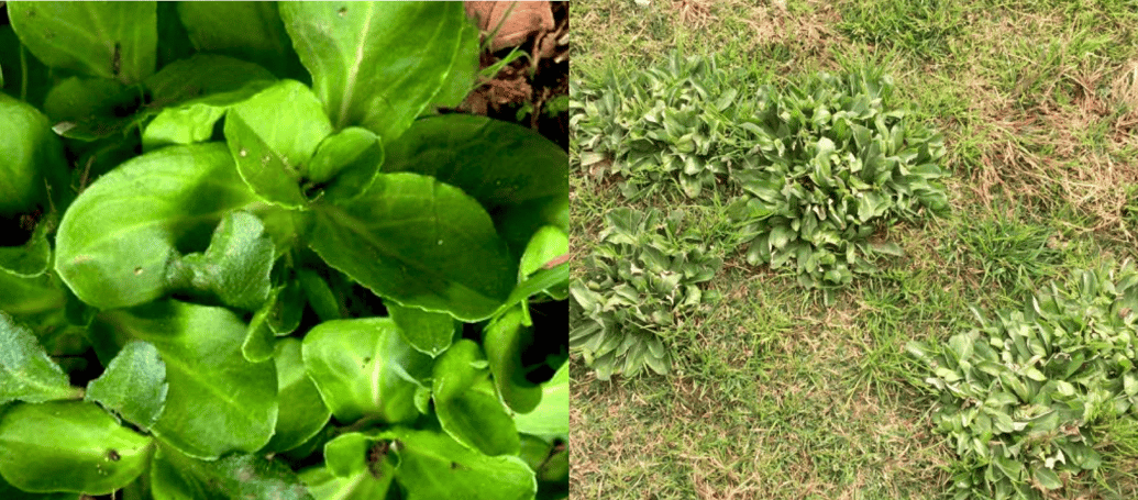 Common Australian Weeds to Watch Out For this August