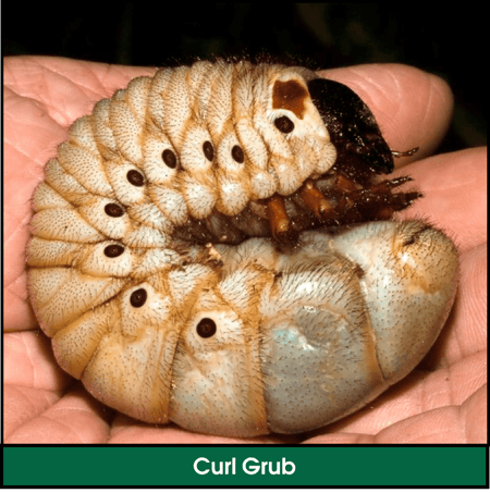 Lawn Grubs - Identify & Treat Lawn Grub Infestations Now!