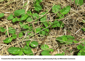 Identifying, Killing & Preventing Summer Weeds