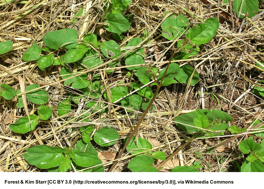 Identifying, Killing & Preventing Summer Weeds