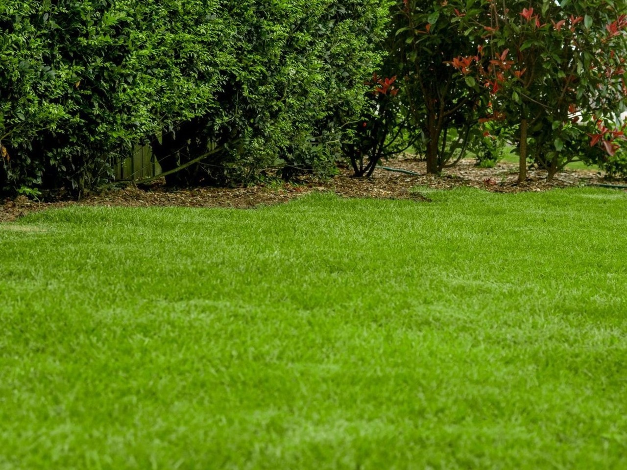 Home page [www.greenlifeturf.com.au]