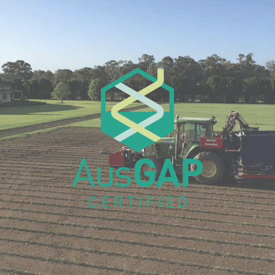 Green Life Turf | Wear Tolerant | Drought Tolerant | TifTuf Bermuda